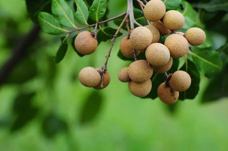 Arillus longan - Phitoteca