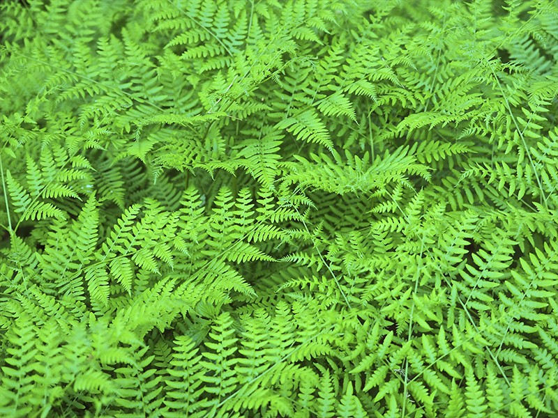 Polypodium leucotomos – Phitoteca
